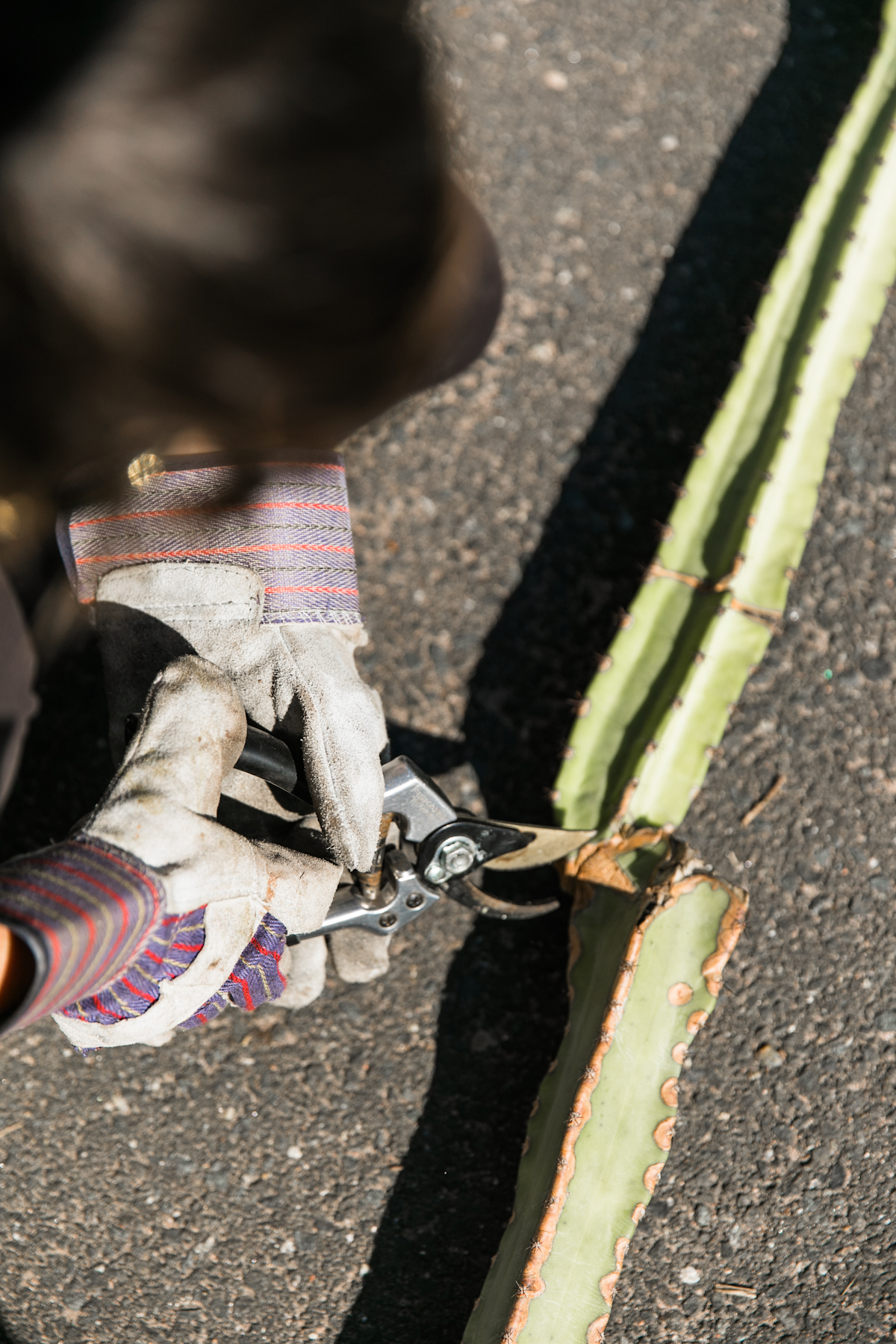 How to Cut Back and Root an Awesome 12-Foot Tall Cactus | #plantparday ...