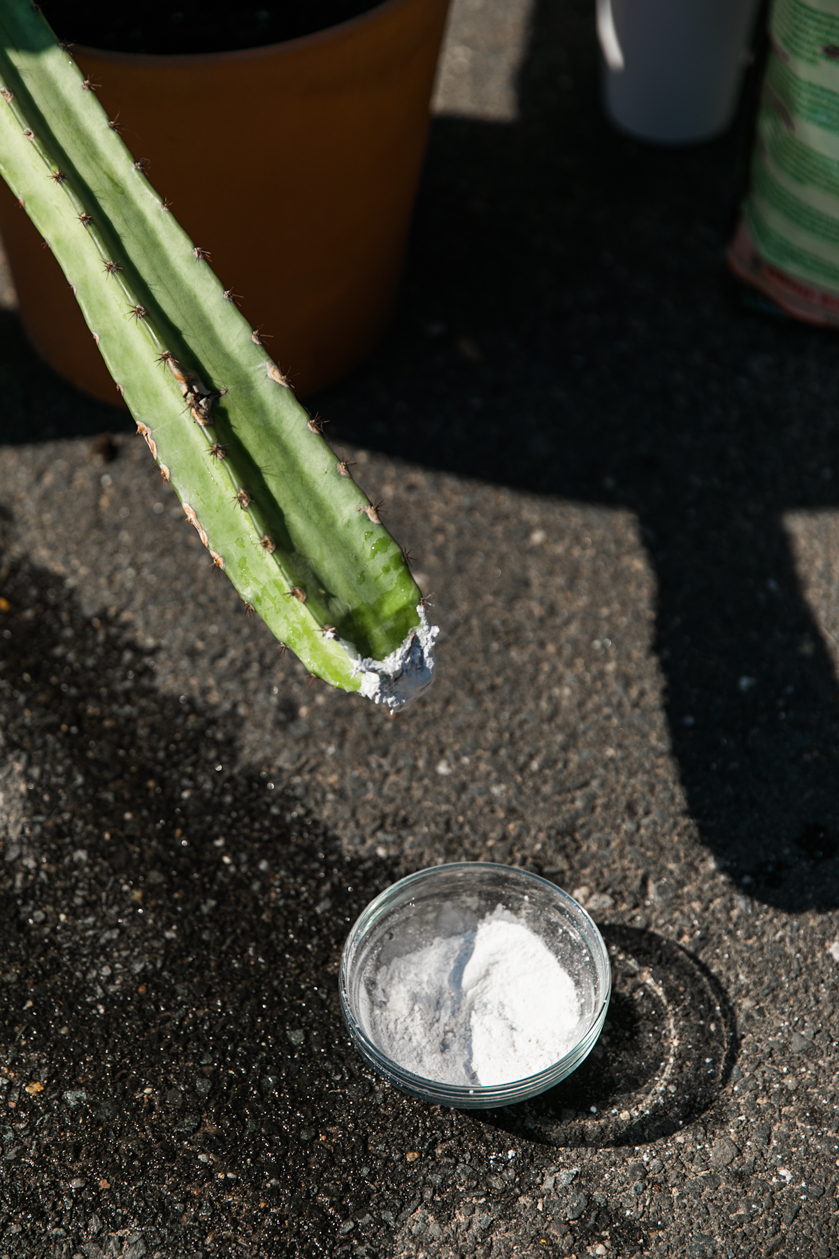 How to Cut Back and Root an Awesome 12-Foot Tall Cactus | #plantparday ...