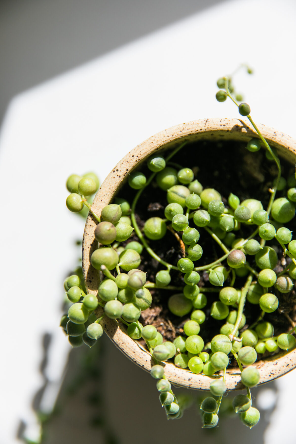 Got a Gripe with String of Pearls? Here's How She'll Thrive from One ...
